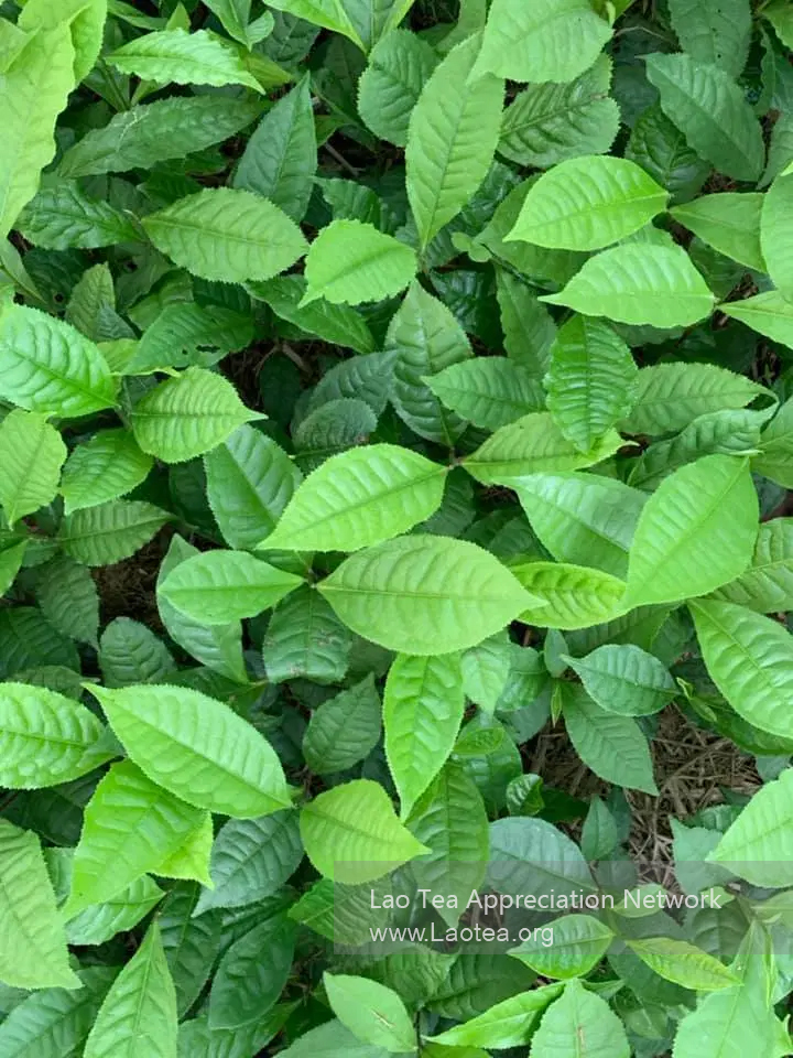 Technical report – Lao Tea Appreciation Network