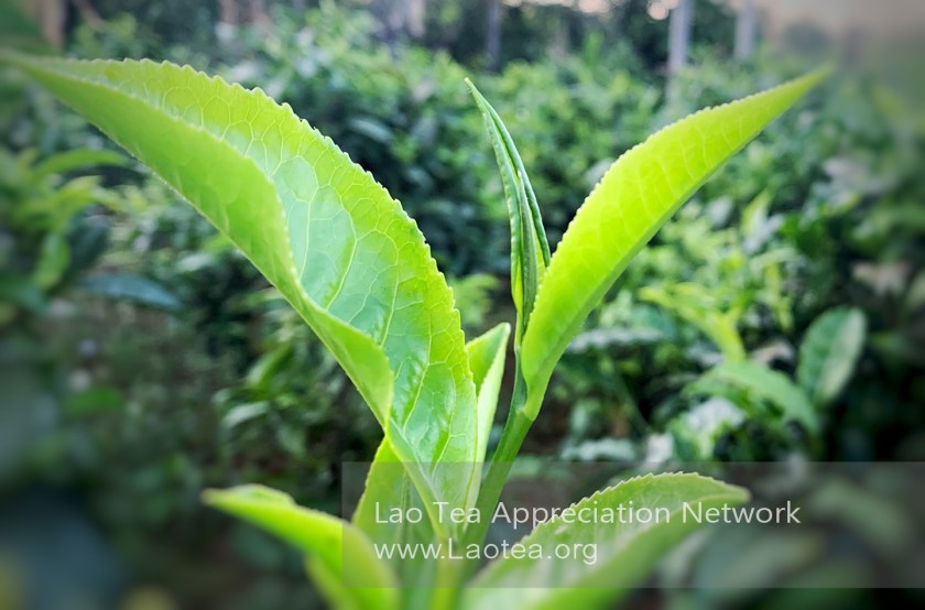 Lao Tea Appreciation Network – Sharing information about the production ...
